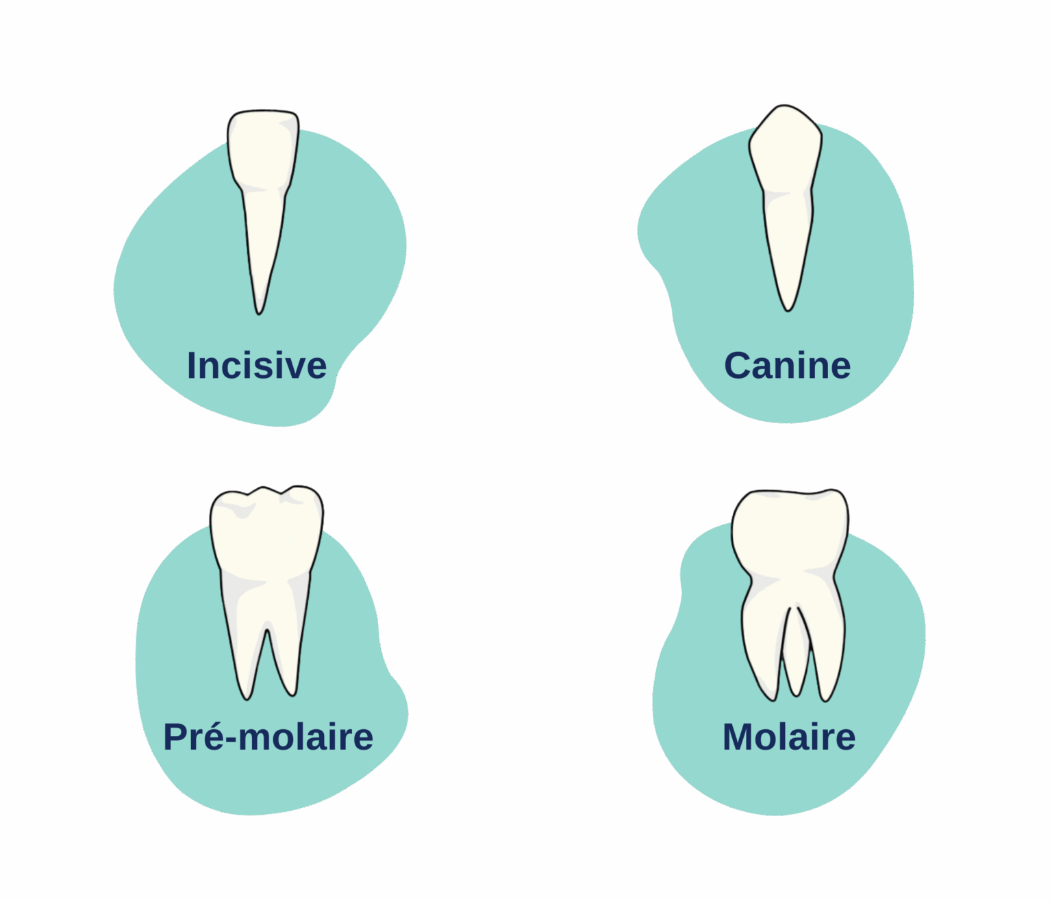 Structure de la bouche et des dents : comment ça fonctionne ? - P'tit ...